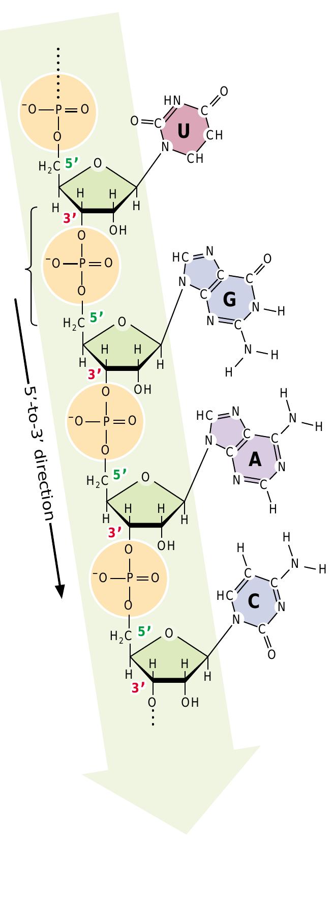 Rna polynucleotide strand