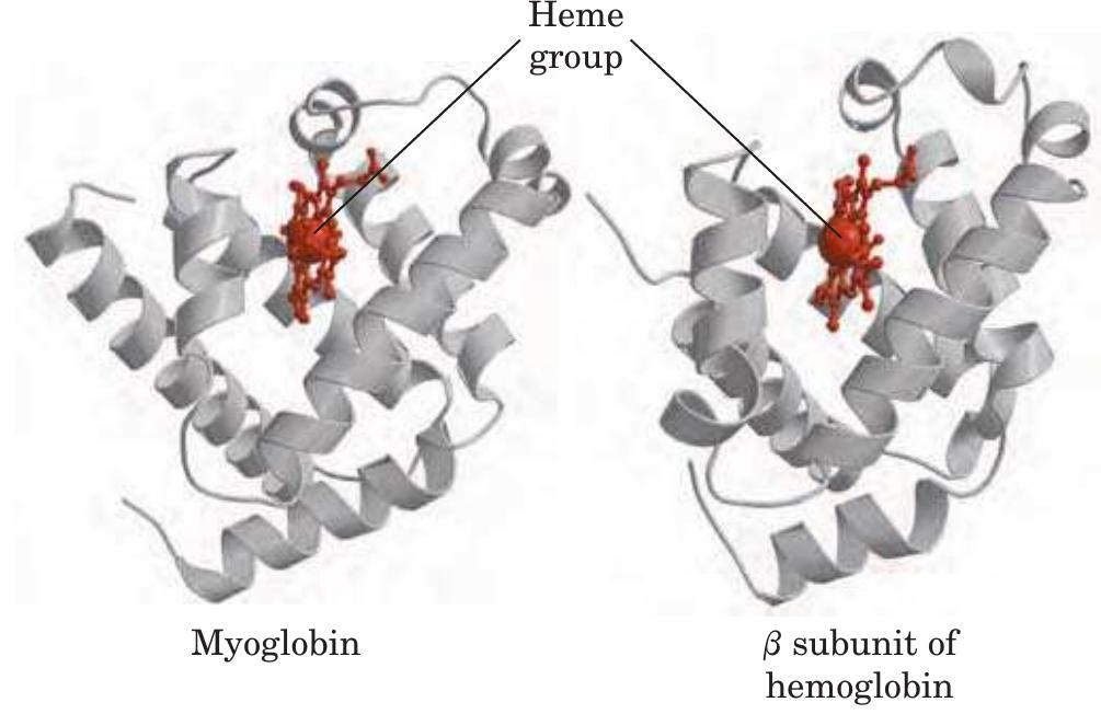 -6 a comparison of the structures of myoglobin (pdb id 1mbo)