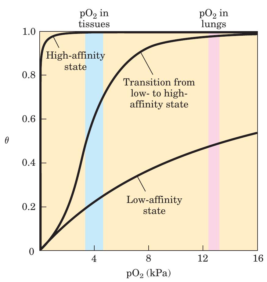 -12 a sigmoid (cooperative) binding curve. a sigmoid binding