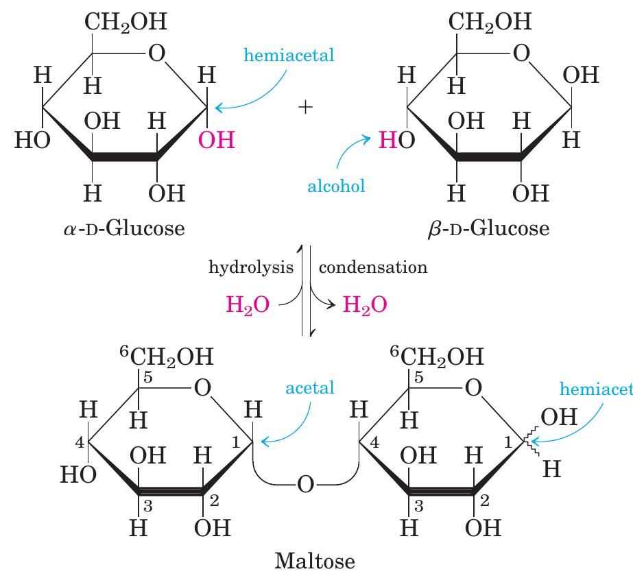 -11 formation of maltose. a disaccharide is formed from two