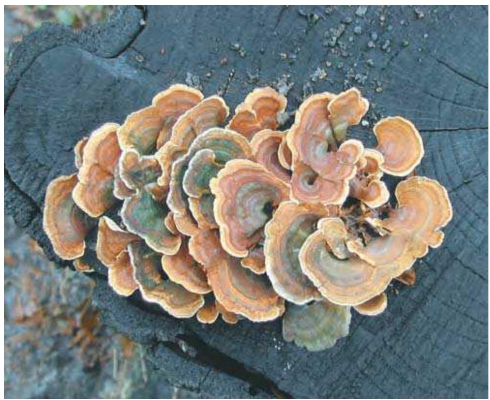 -17 cellulose breakdown by wood fungi. a wood fungus growing