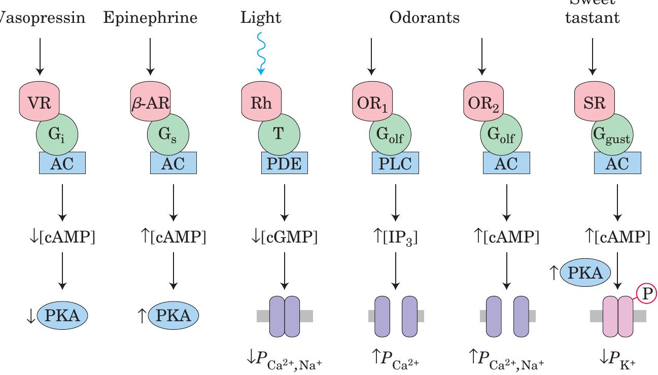 -38 common features of signaling systems that detect