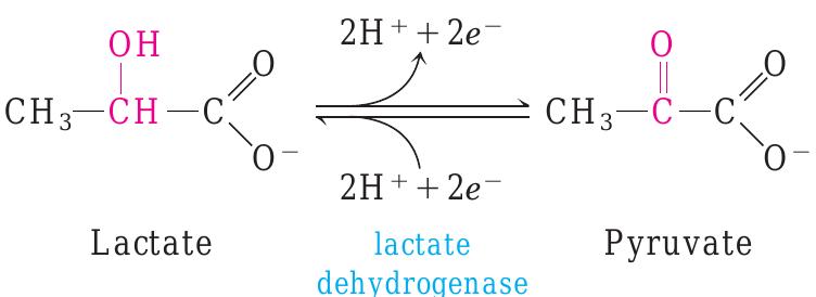 Figure 6 - from BIOENERGETICS AND METABOLISM