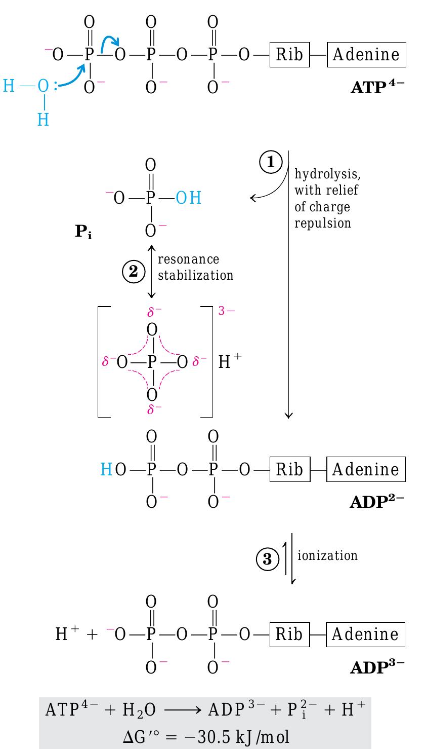 (PDF) PRINCIPLES OF BIOENERGETICS