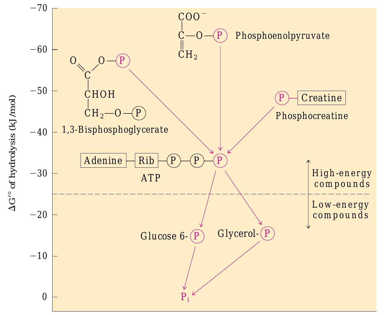 (PDF) PRINCIPLES OF BIOENERGETICS