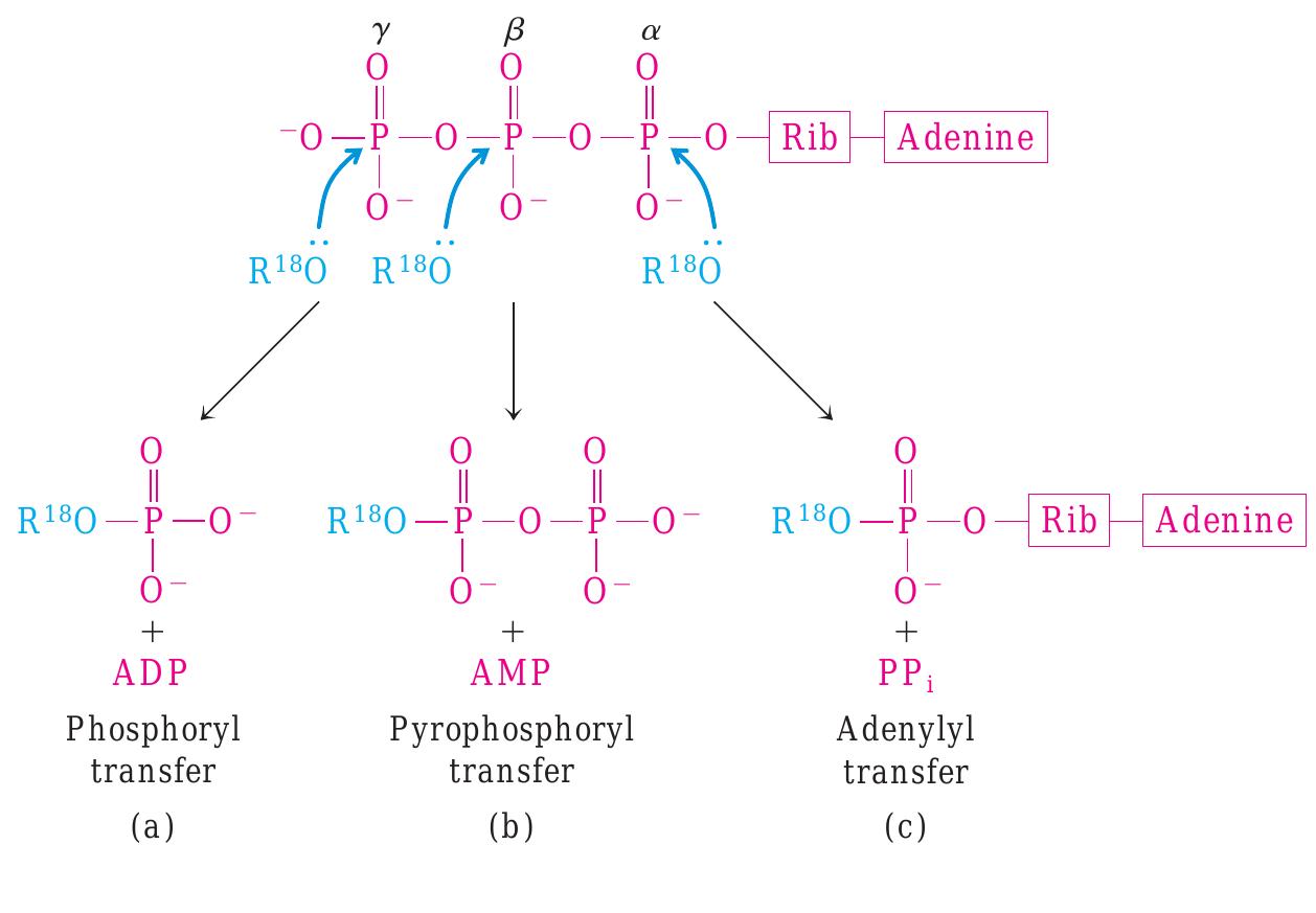 Three positions on atp for attack by the nucleophile r180