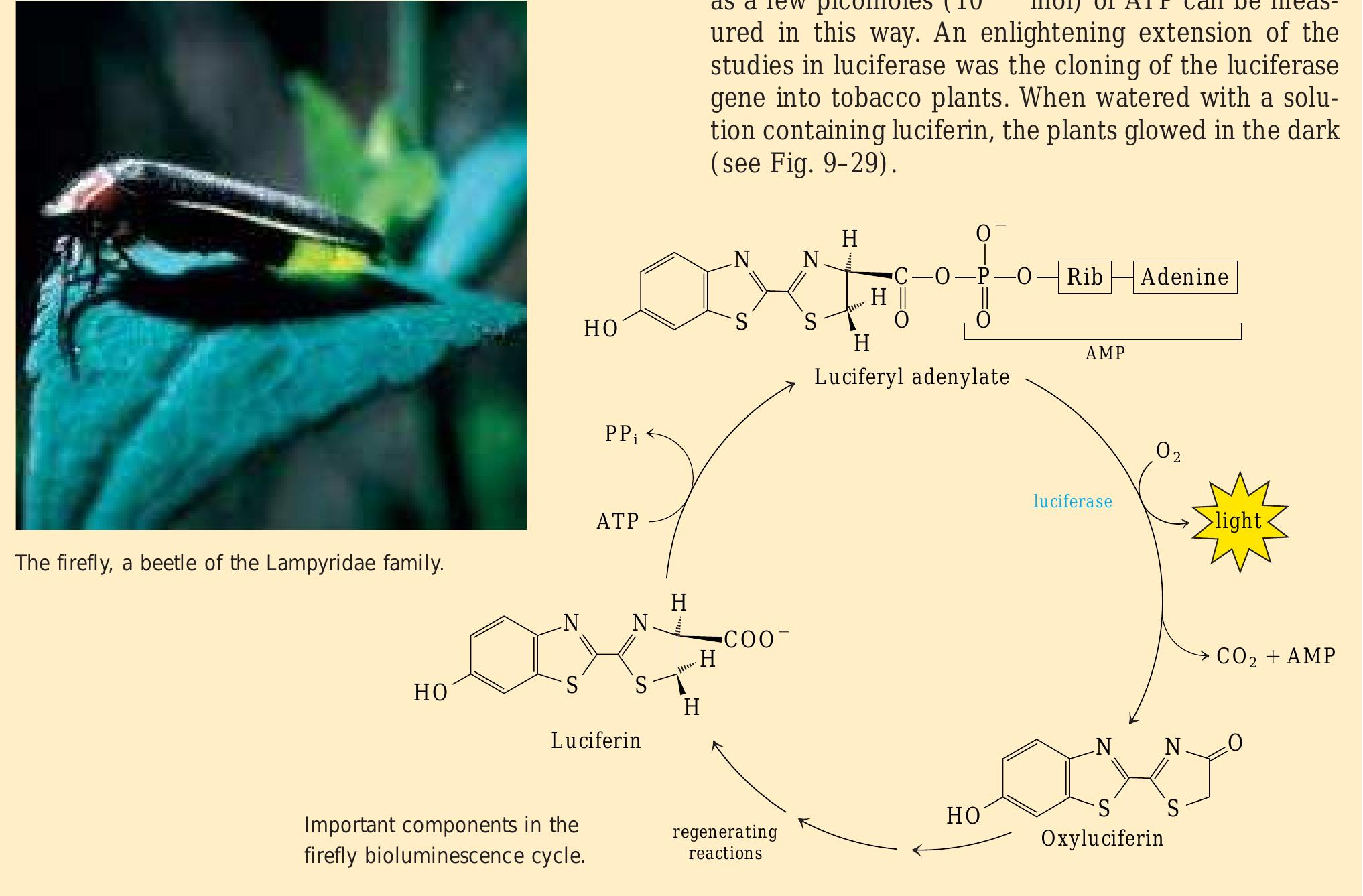 (PDF) PRINCIPLES OF BIOENERGETICS
