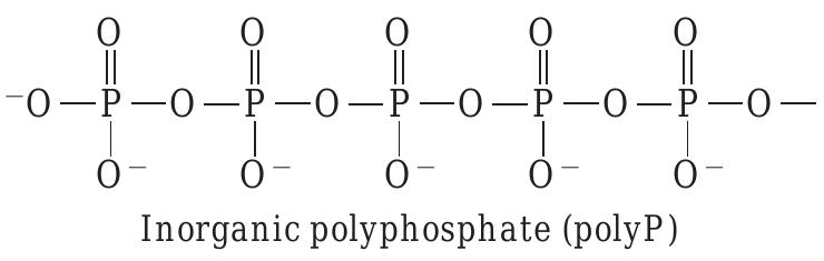 (PDF) PRINCIPLES OF BIOENERGETICS