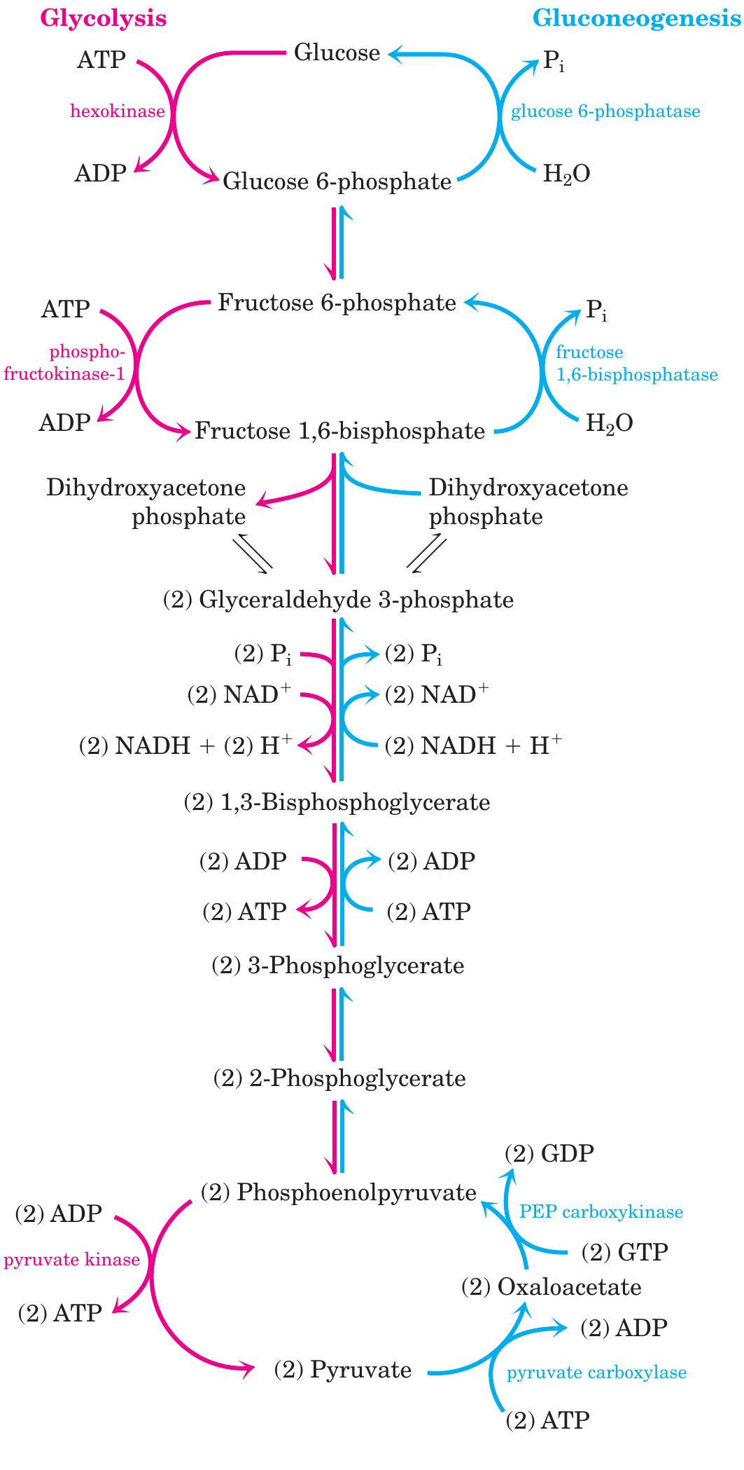 Gluconeogenesis and glycolysis are not identical pathways