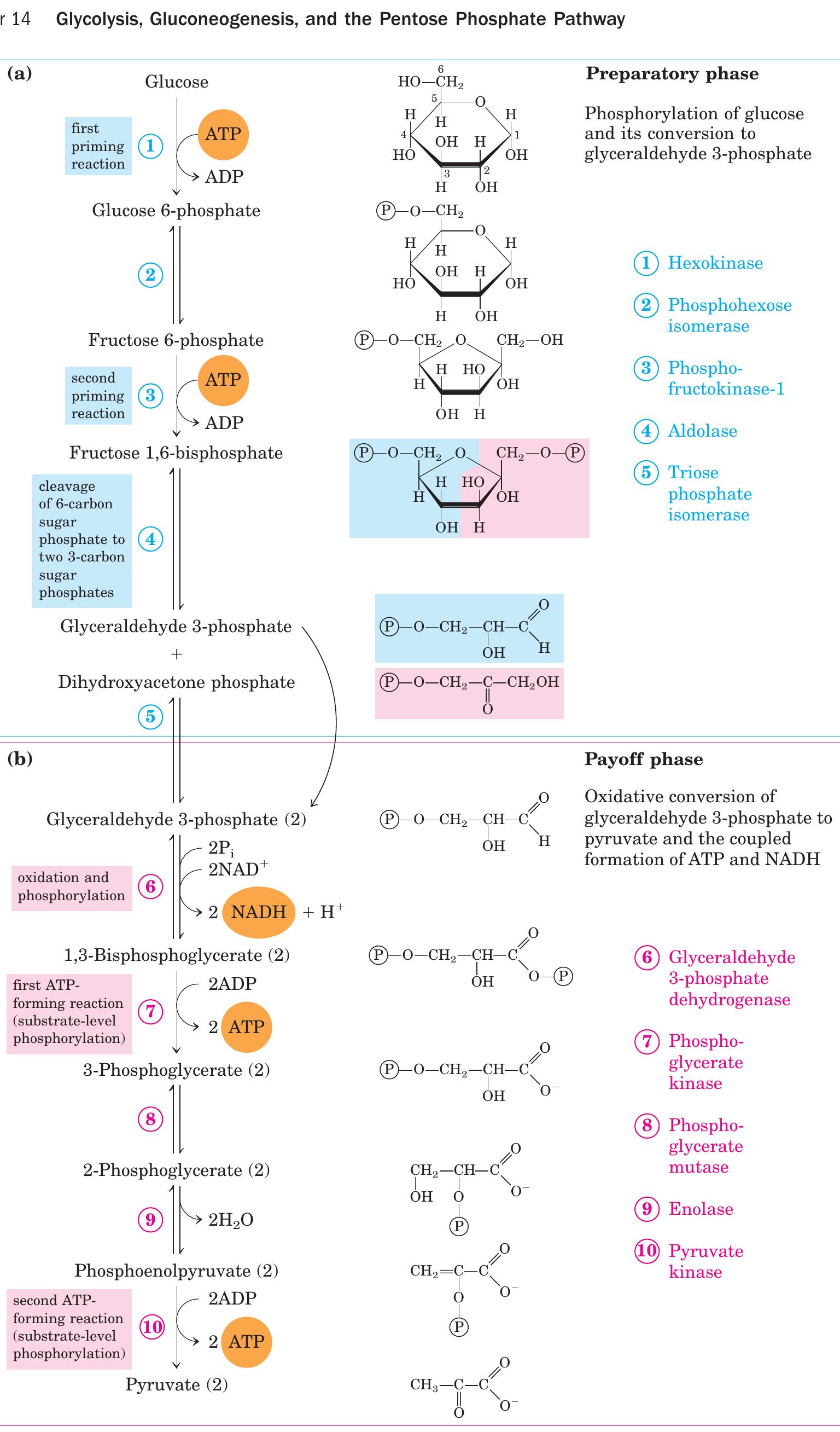 Table 1 - from GLYCOLYSIS, GLUCONEOGENESIS, AND THE PENTOSE