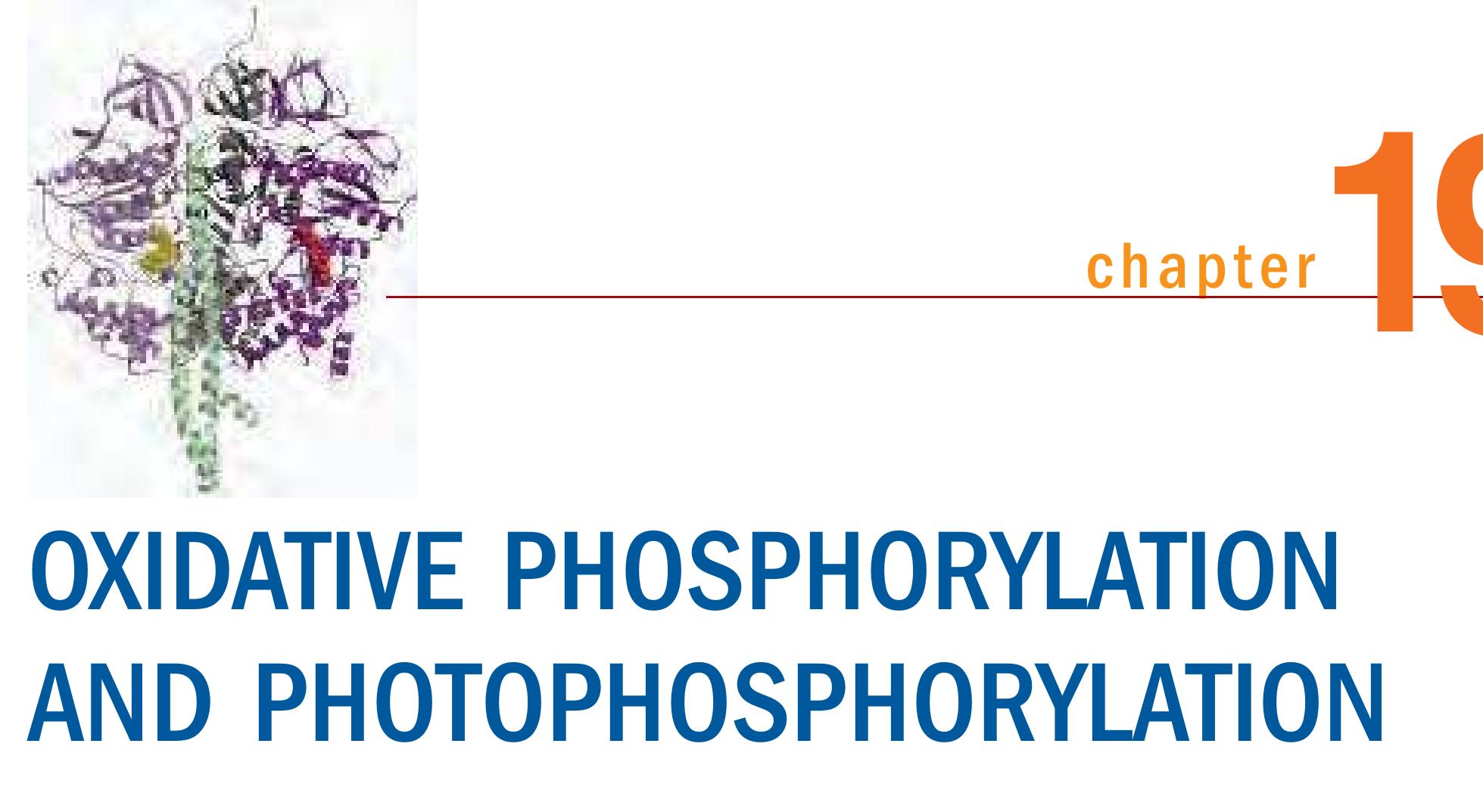 Photophosphorylation Vs Oxidative Phosphorylation