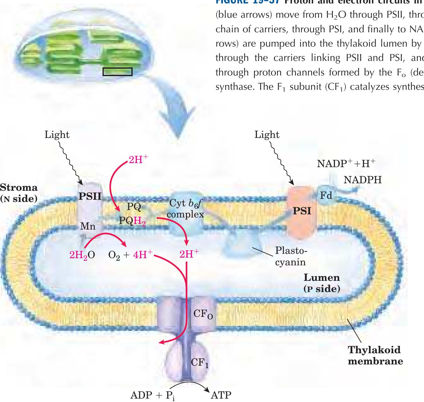 Photophosphorylation Vs Oxidative Phosphorylation