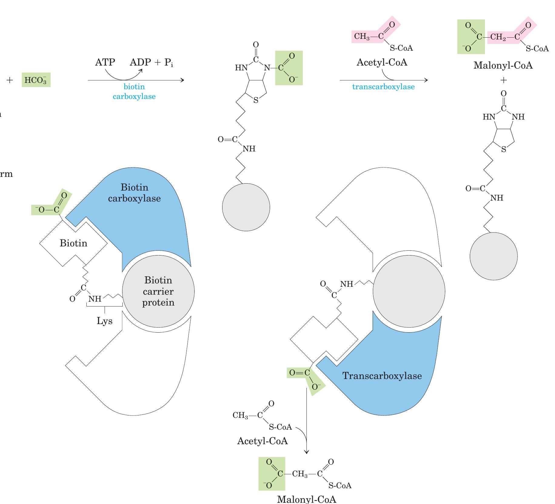 -1 the acetyl-coa carboxylase reaction. acety|-coa
