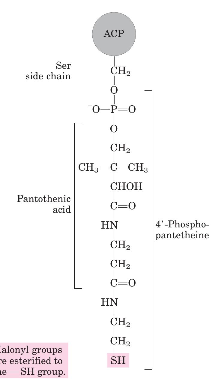 -4 acyl carrier protein (acp). the prosthetic group is 4’-