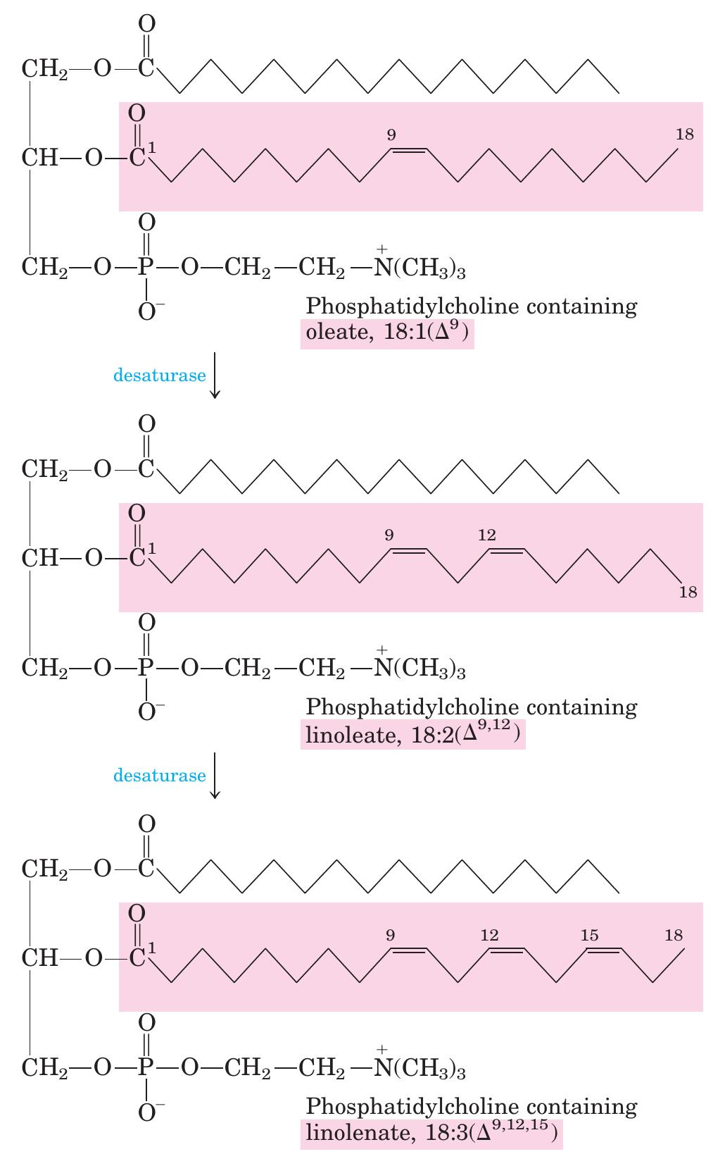 -14 action of plant desaturases. desaturases in plants ox-