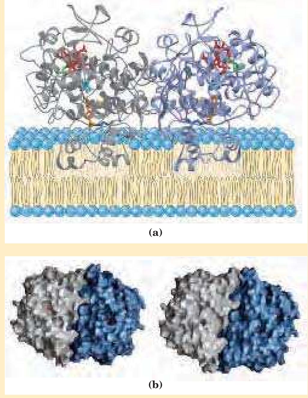 The design of nsaids that selectively fit cox-2 and