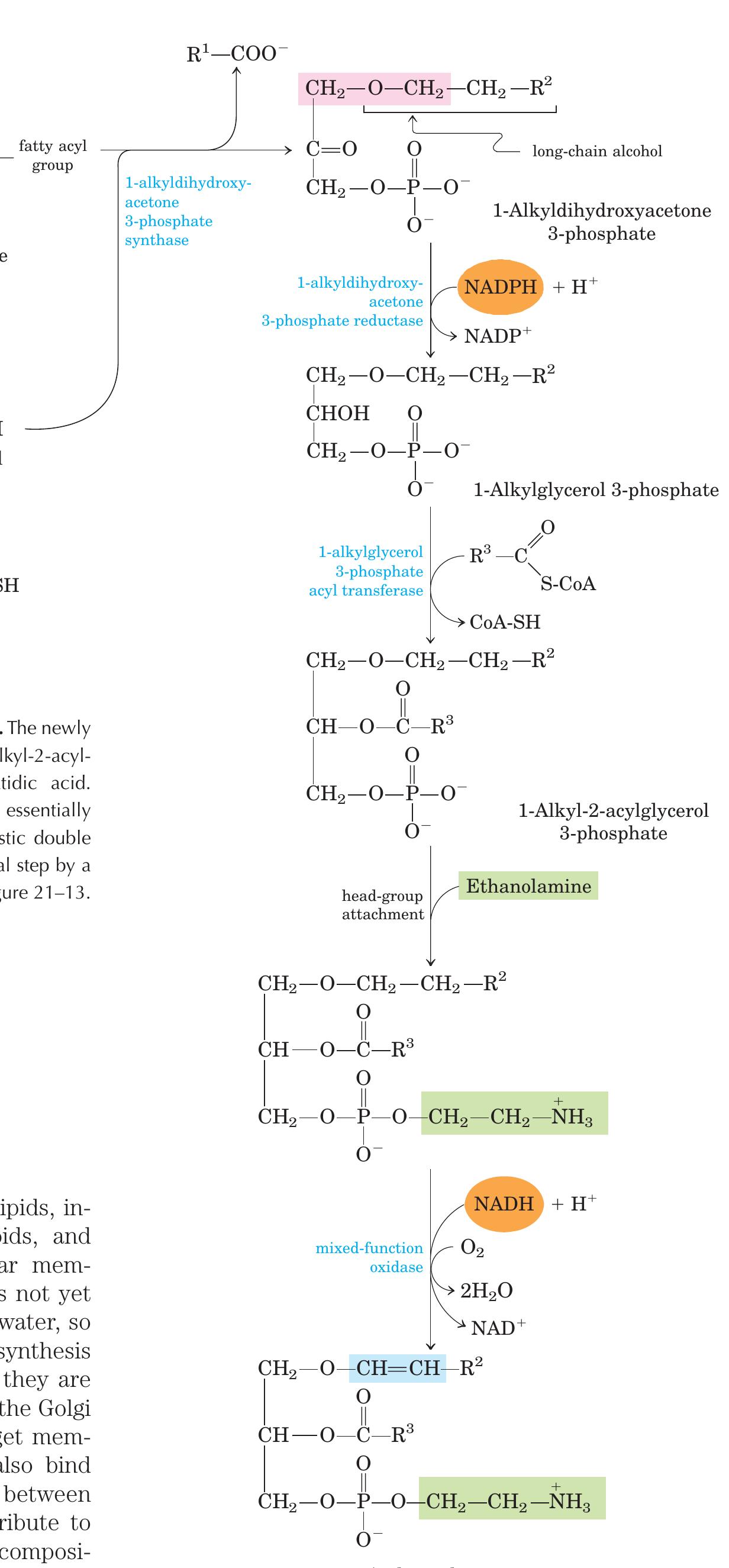 Figure 36 - LIPID BIOSYNTHESIS