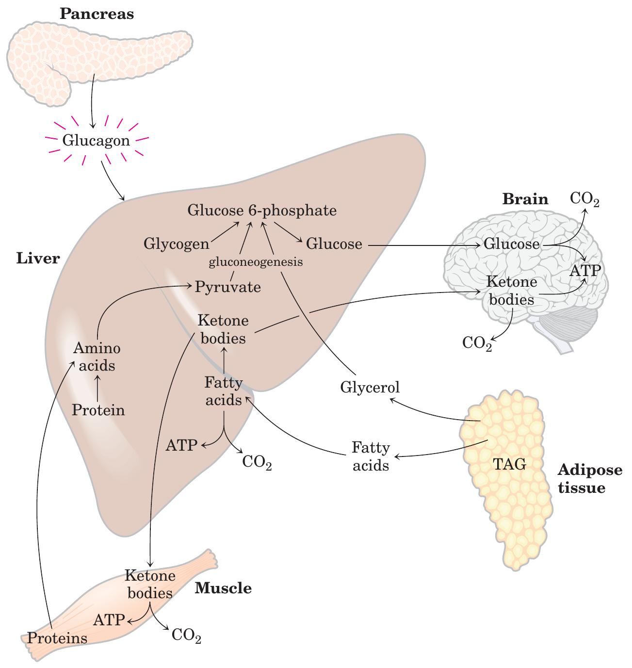 Figure 32 - from HORMONAL REGULATION AND INTEGRATION OF