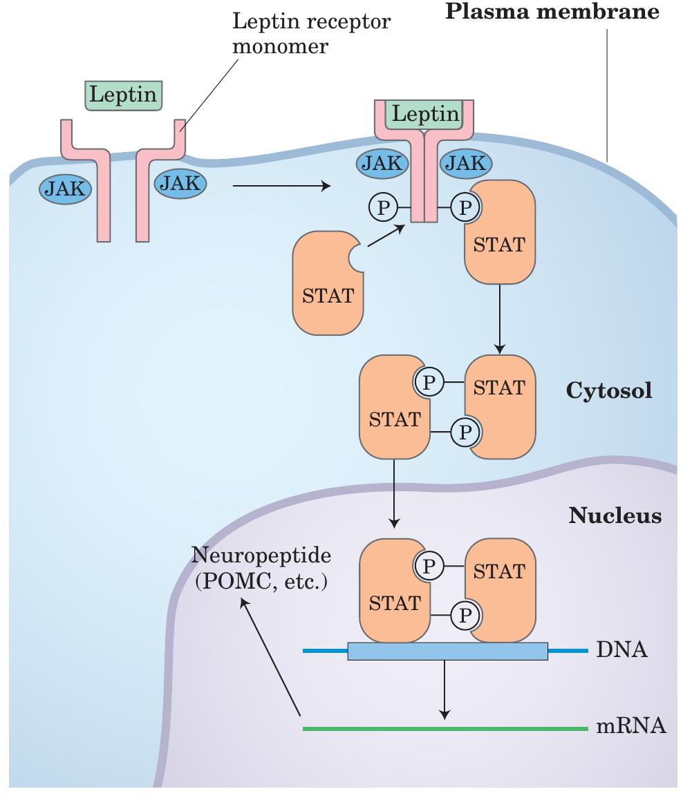 -34 the jak-stat mechanism of leptin signal transduc- tion