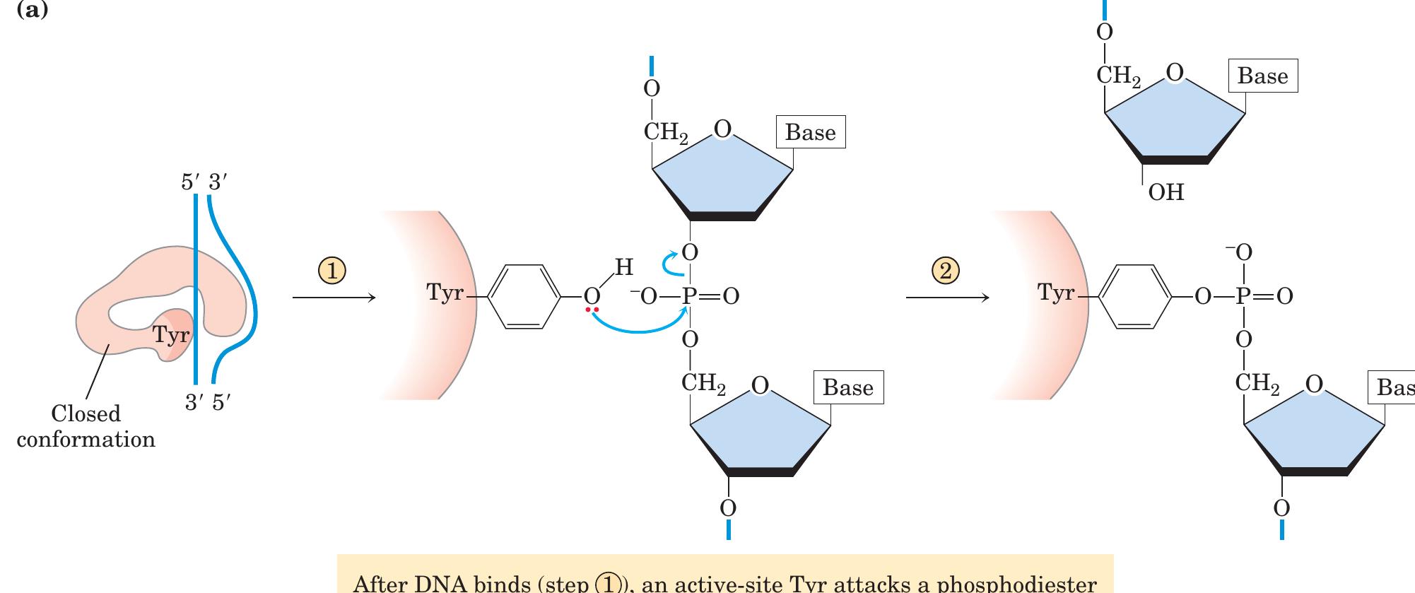 In step (8) the enzyme switches to its open conformation,