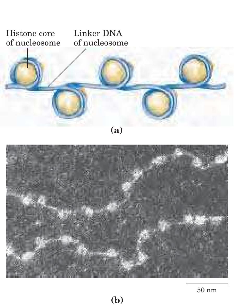 -26 nucleosomes. regularly spaced nucleosomes consist of