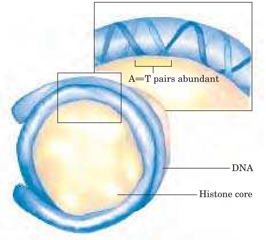-29 positioning of a nucleosome to make optimal use of a=t