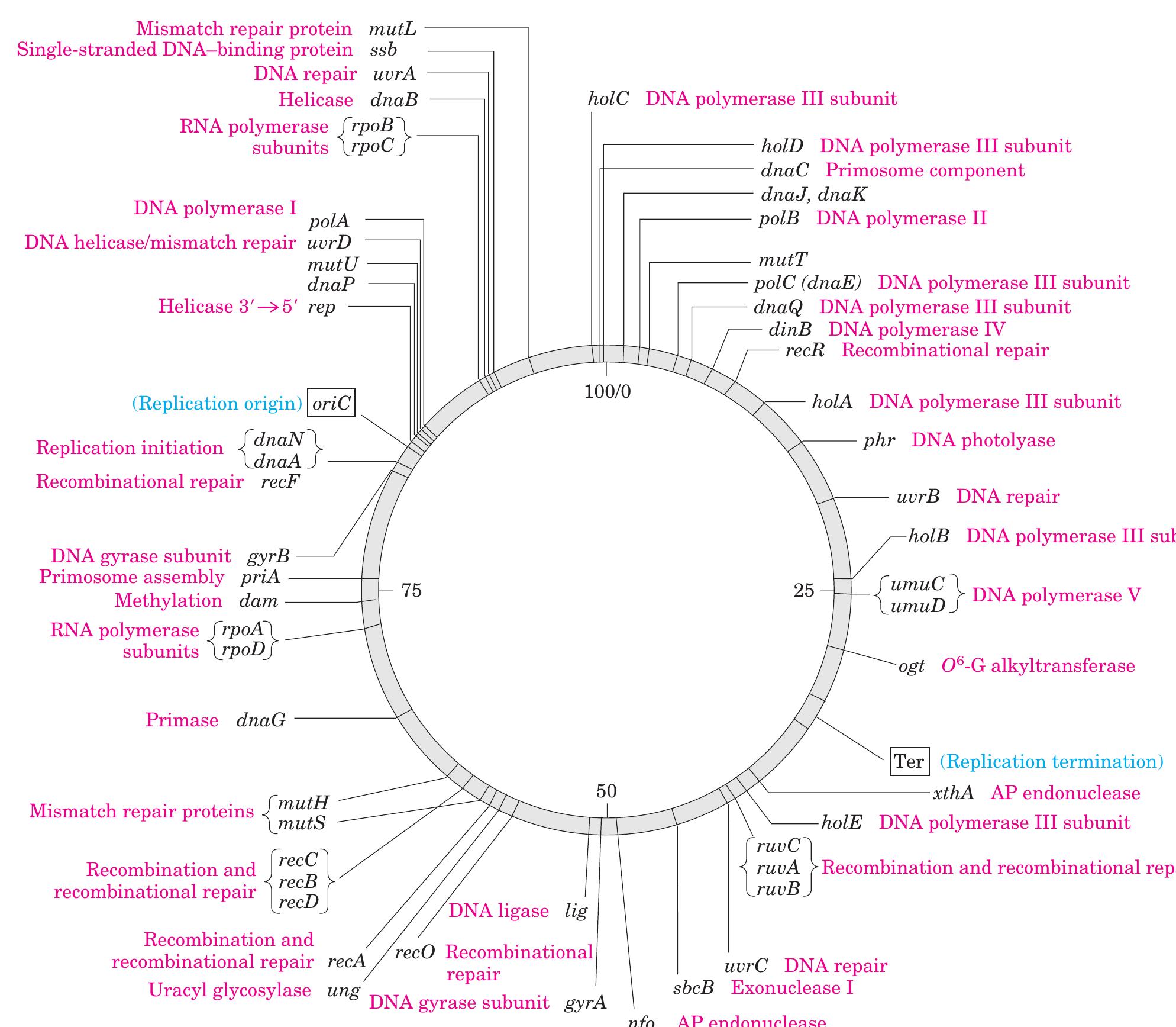 -1 map of the e. coli chromosome. the map shows the relative