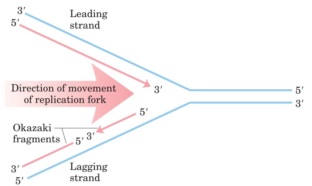 -4 defining dna strands at the replication fork. a new dna