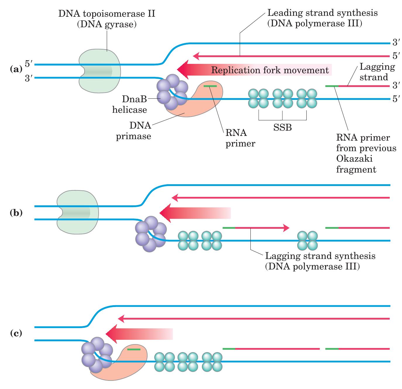 Elongation the elongation phase of replication includes two