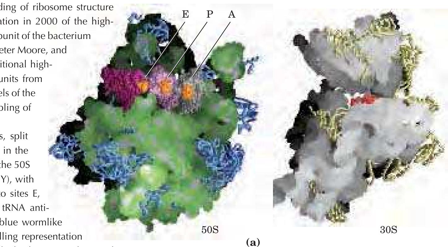 (derived from pdb id 1j5e and 1jgo). proteins are yellow and