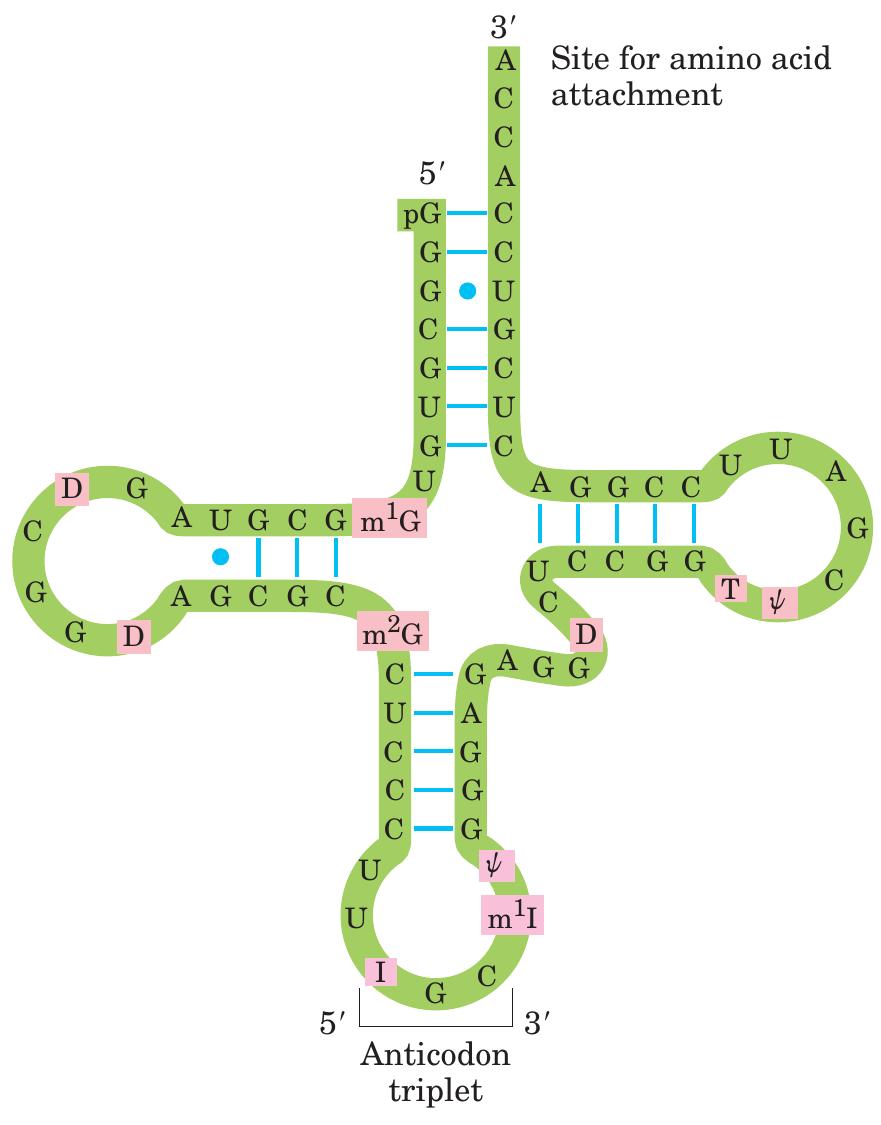 -11 nucleotide sequence of yeast trna". this structure was