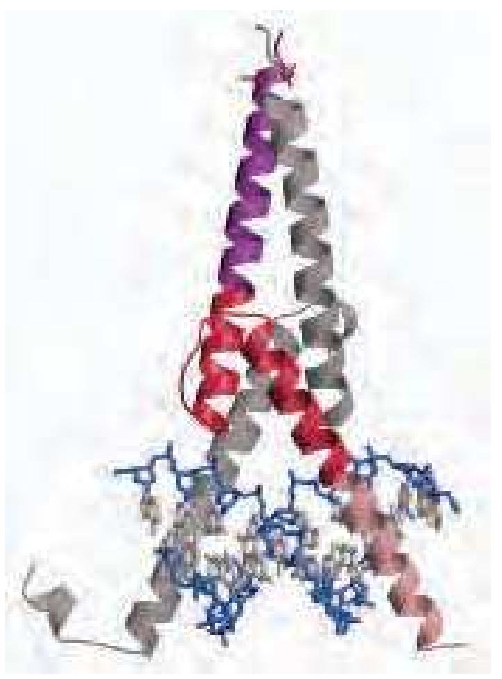 -15 helix-loop-helix. the human transcription factor max,