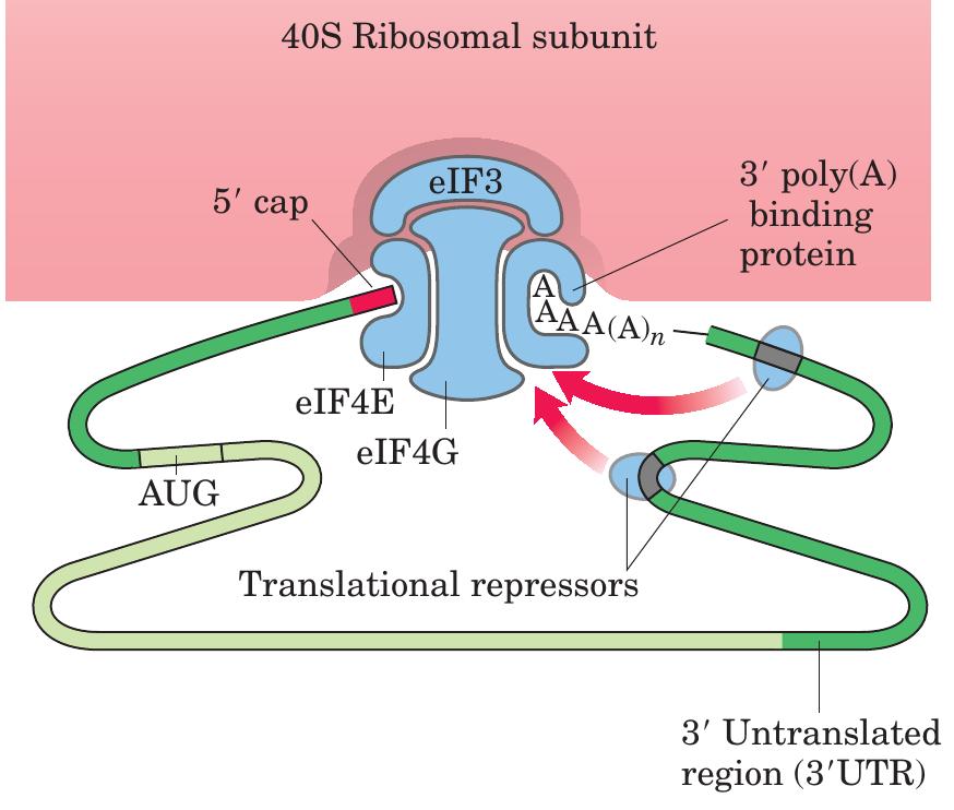 -32 translational regulation of eukaryotic mrna. one of the