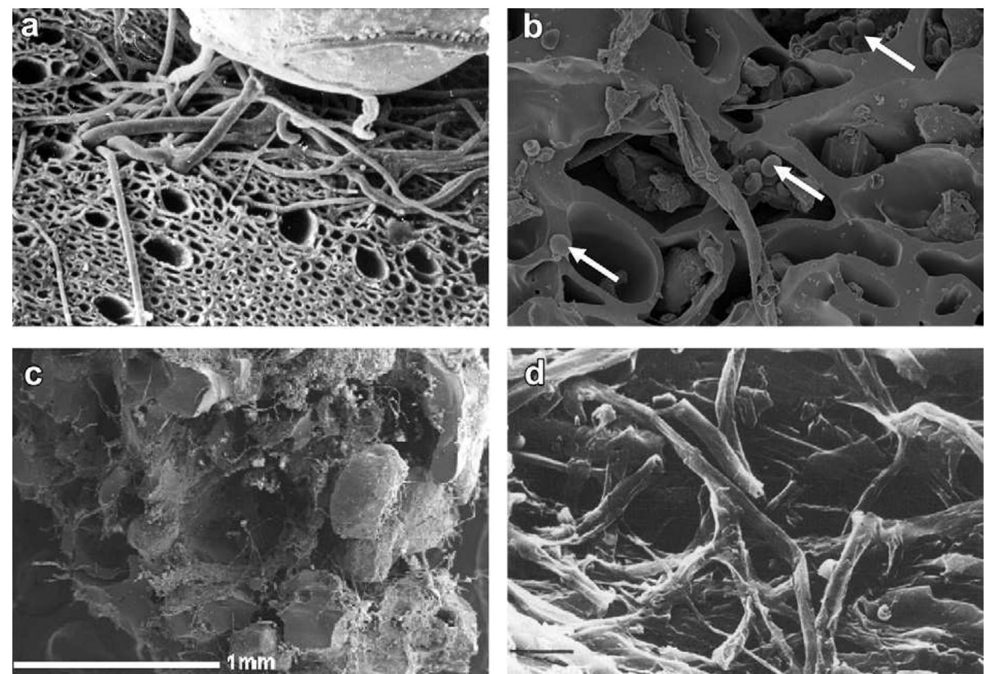 (PDF) Biochar effects on soil biota - A review