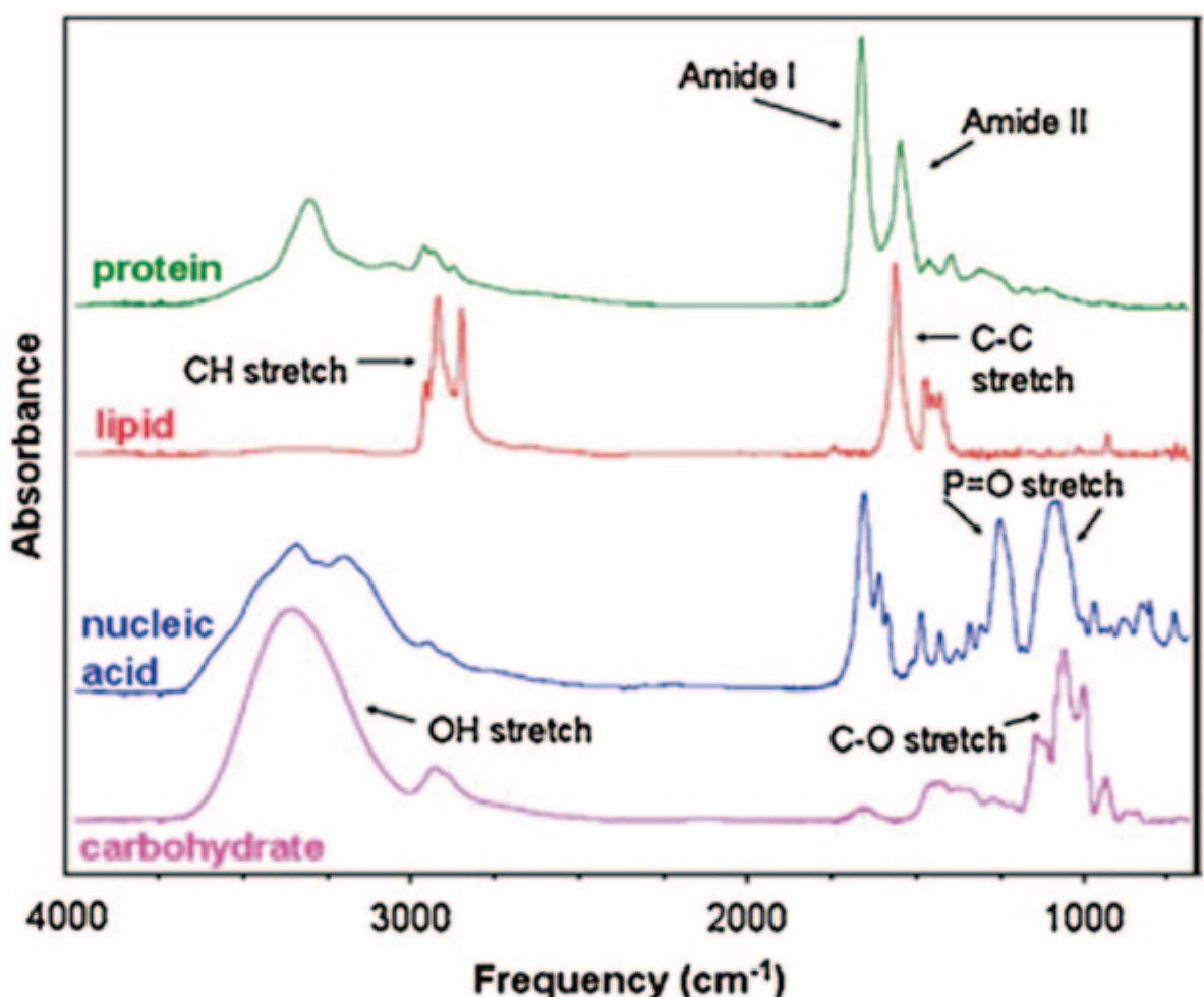 7 ft-ir absorption spectra of biomolecules: (protein