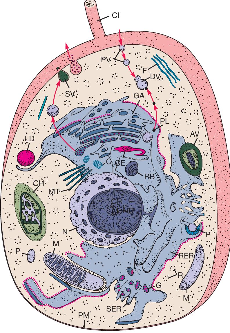 Figure 4 - from An Overview of Eucaryotic Cell Structure