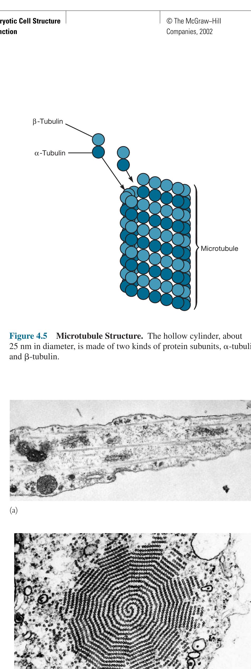 Figure 9 - An Overview of Eucaryotic Cell Structure