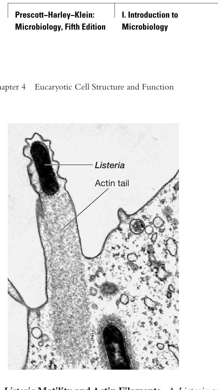 Figure 10 - An Overview of Eucaryotic Cell Structure