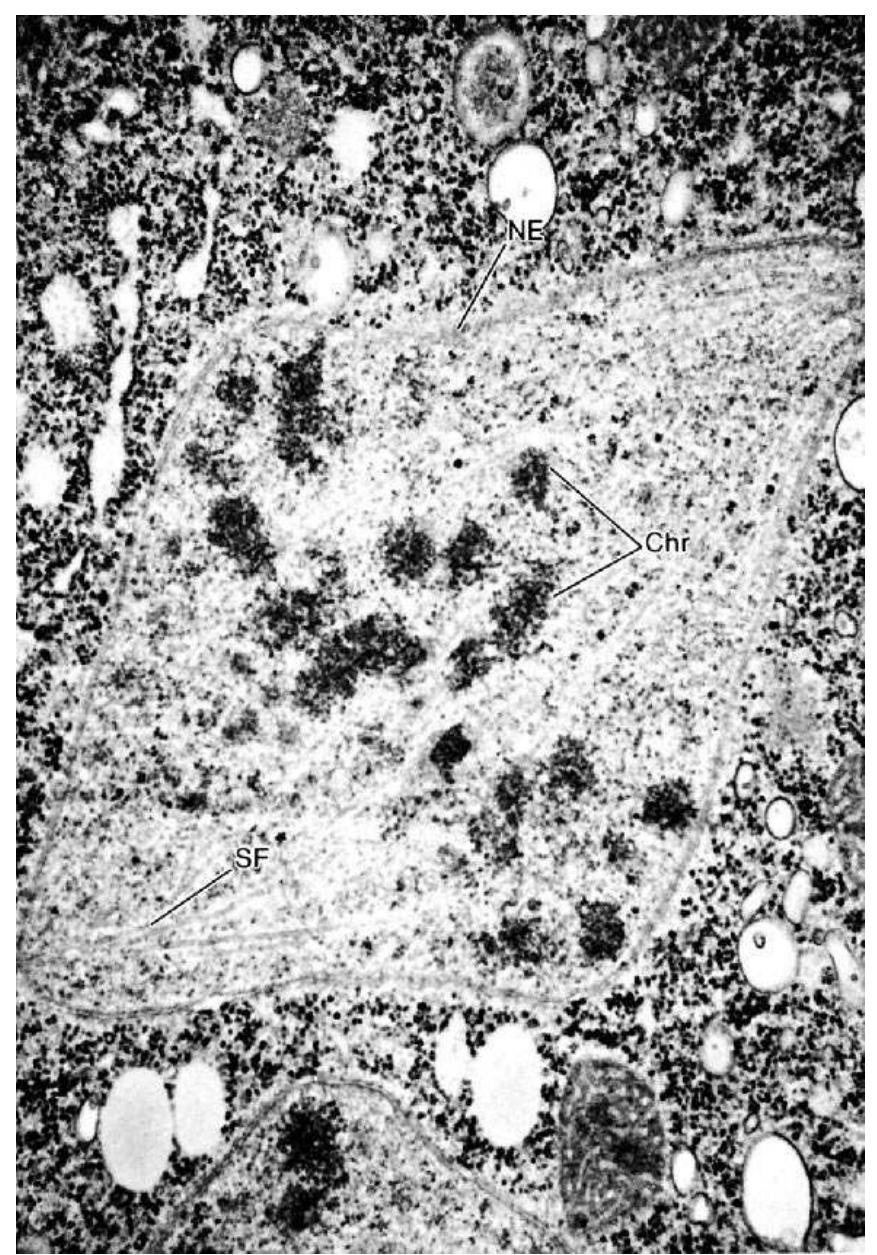 Figure 23 - from An Overview of Eucaryotic Cell Structure