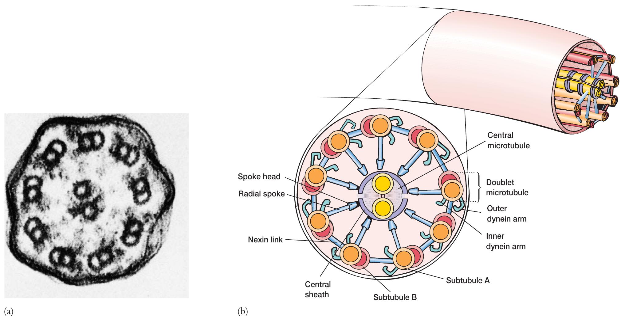 24 cilia and flagella structure. (a) an electron micrograph