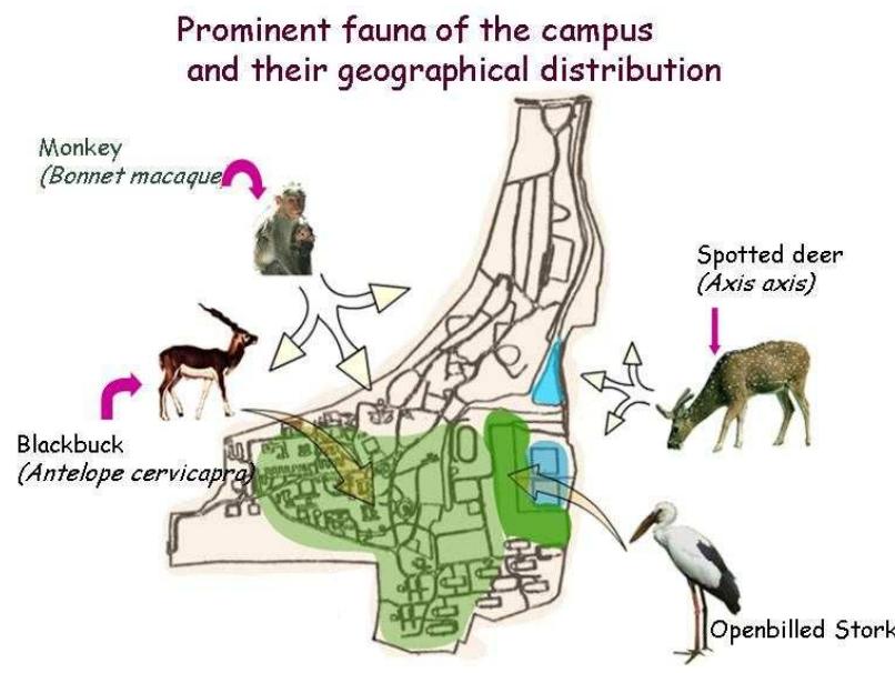 Map showing wildlife in the iitm campus. source: