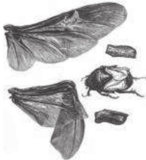 (PDF) An-anti-gravity-platform-of-v-s-grebennikov