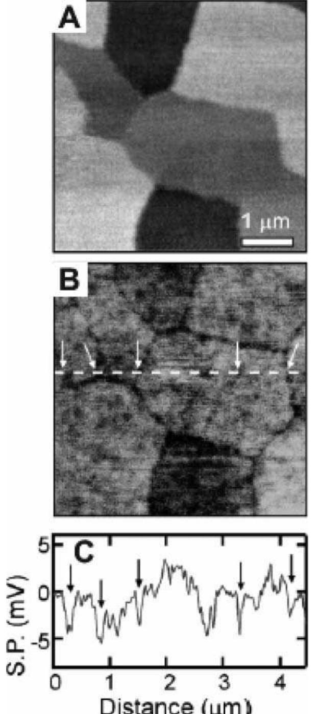(a) lateral force microscopy and (b) surface potential maps