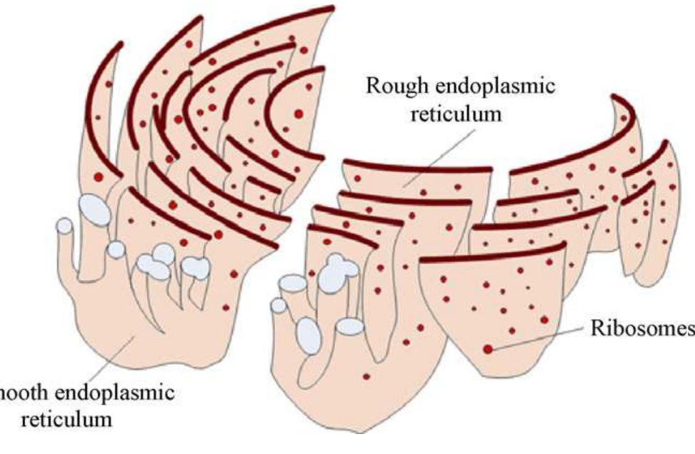 The structure of the endoplasmic reticulum.