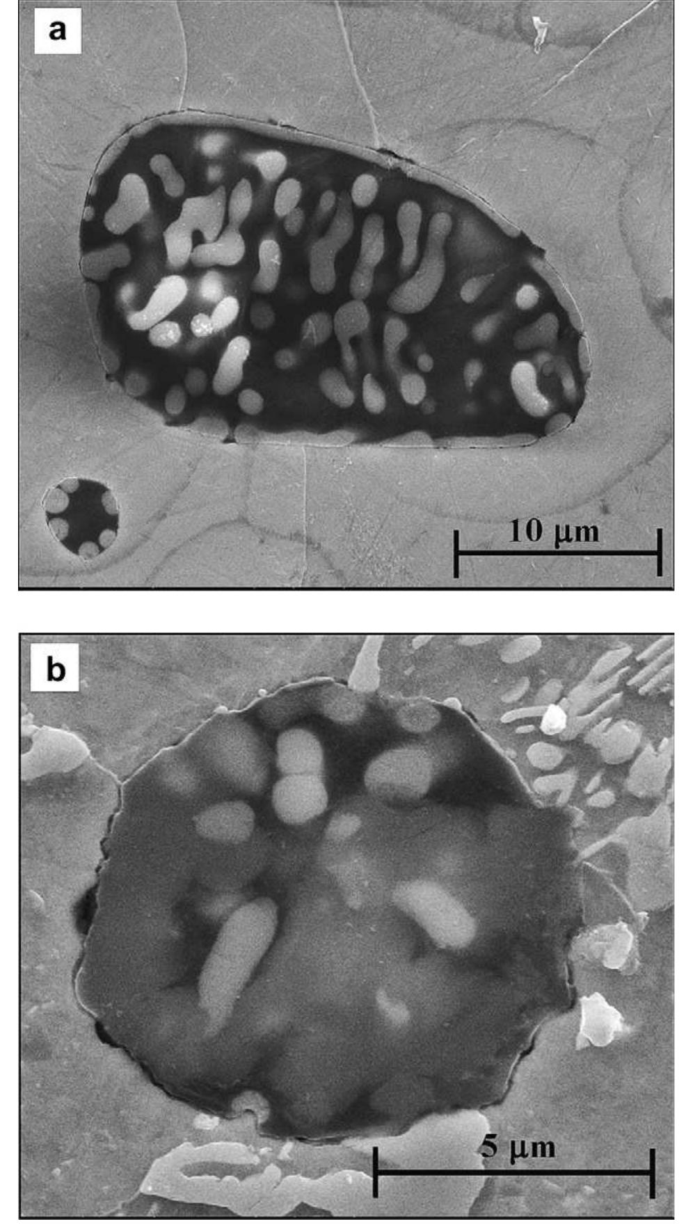 Sem images of typical slag inclusions: (a) anchor a, zone a,