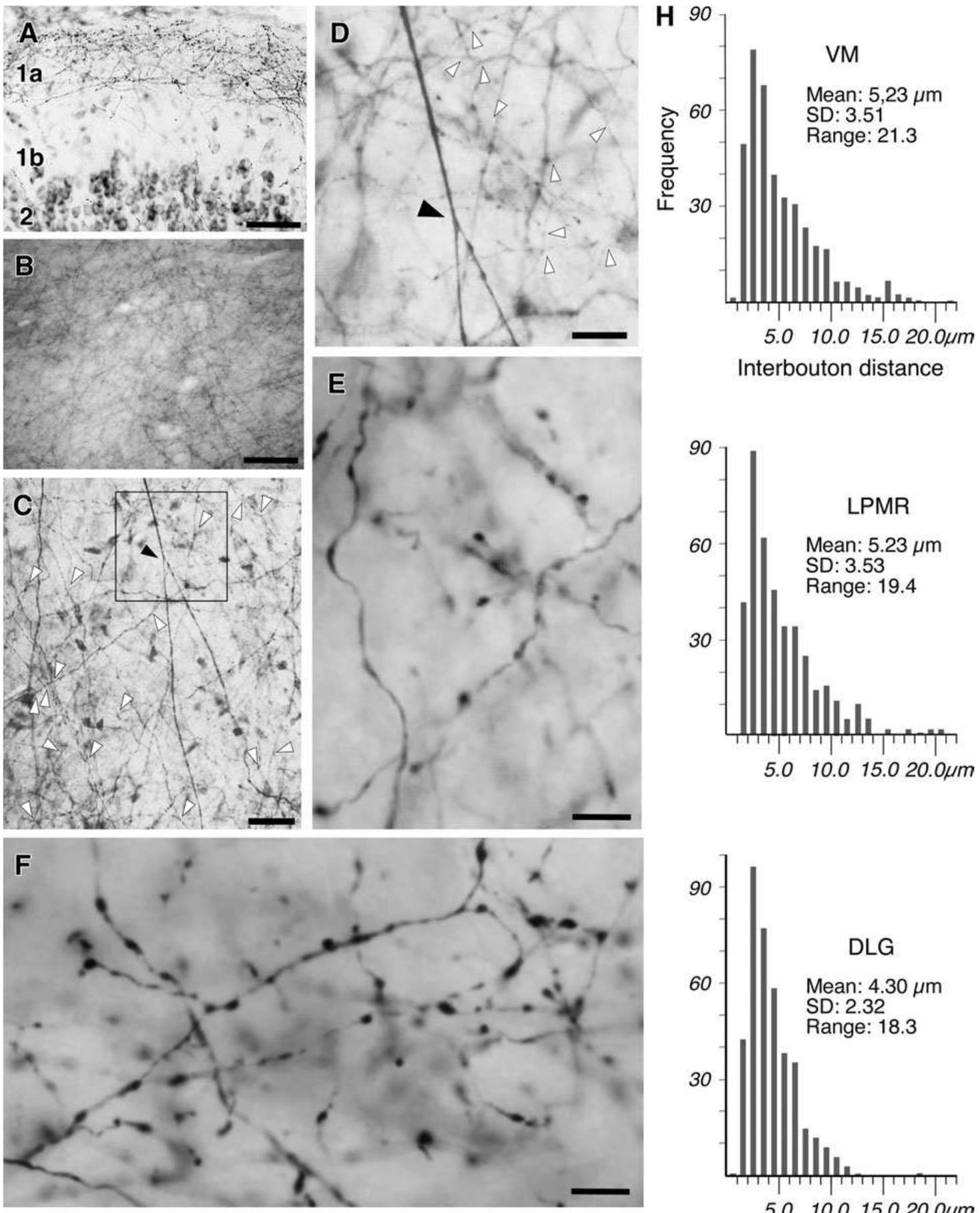 Thalamocortical axons form a dense subpial canopy of