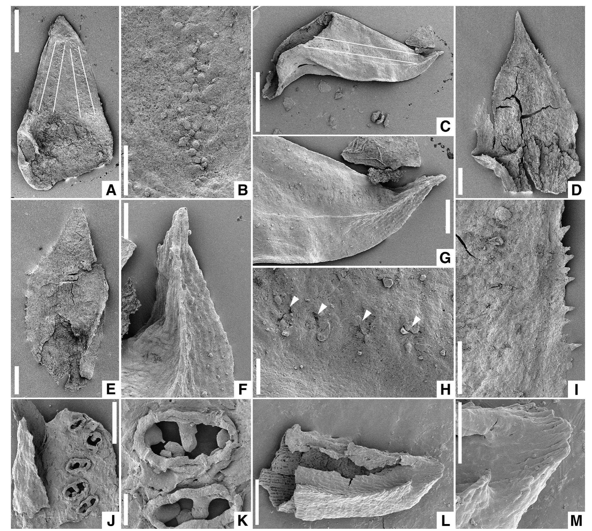 Otwayia denticulata. a: exterior of adaxial surface showing