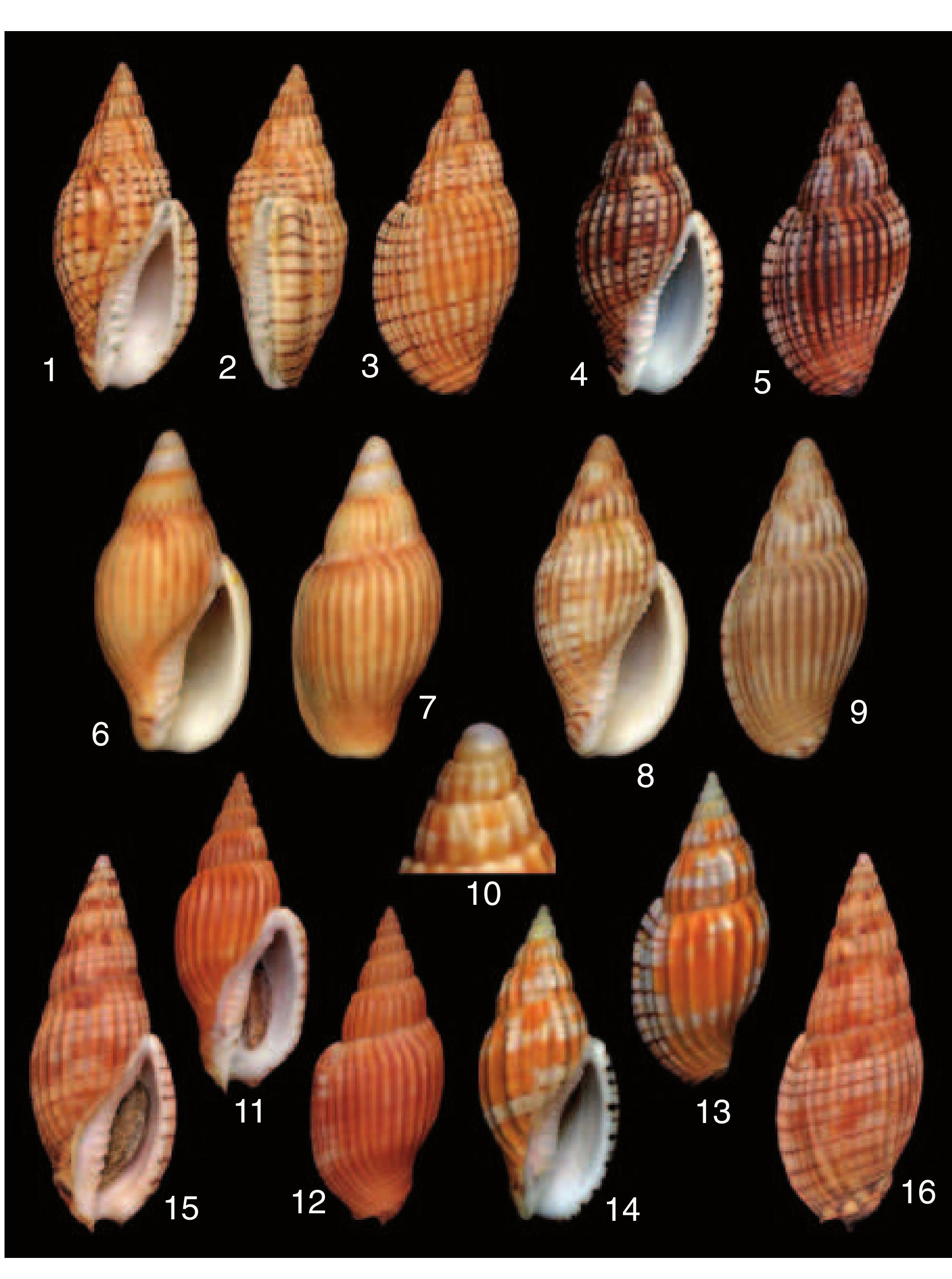(PDF) A new species of Lyria (Gastropoda: Volutidae) from the ...