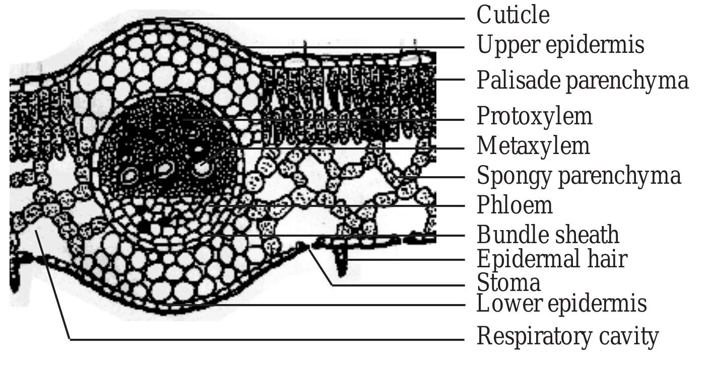 Each stoma opens into an air chamber. these guard cells