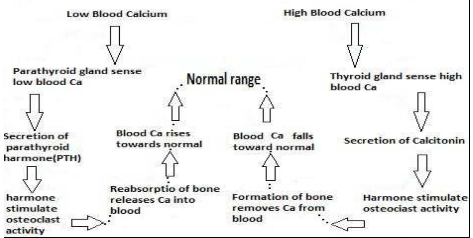 Hormones that affect bone growth and development include